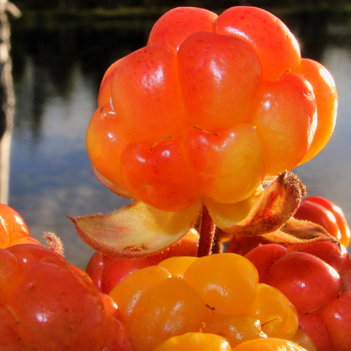 Cloudberry Oil | Vegan Skin Care Ingredient Info, Benefits, Usage, & More